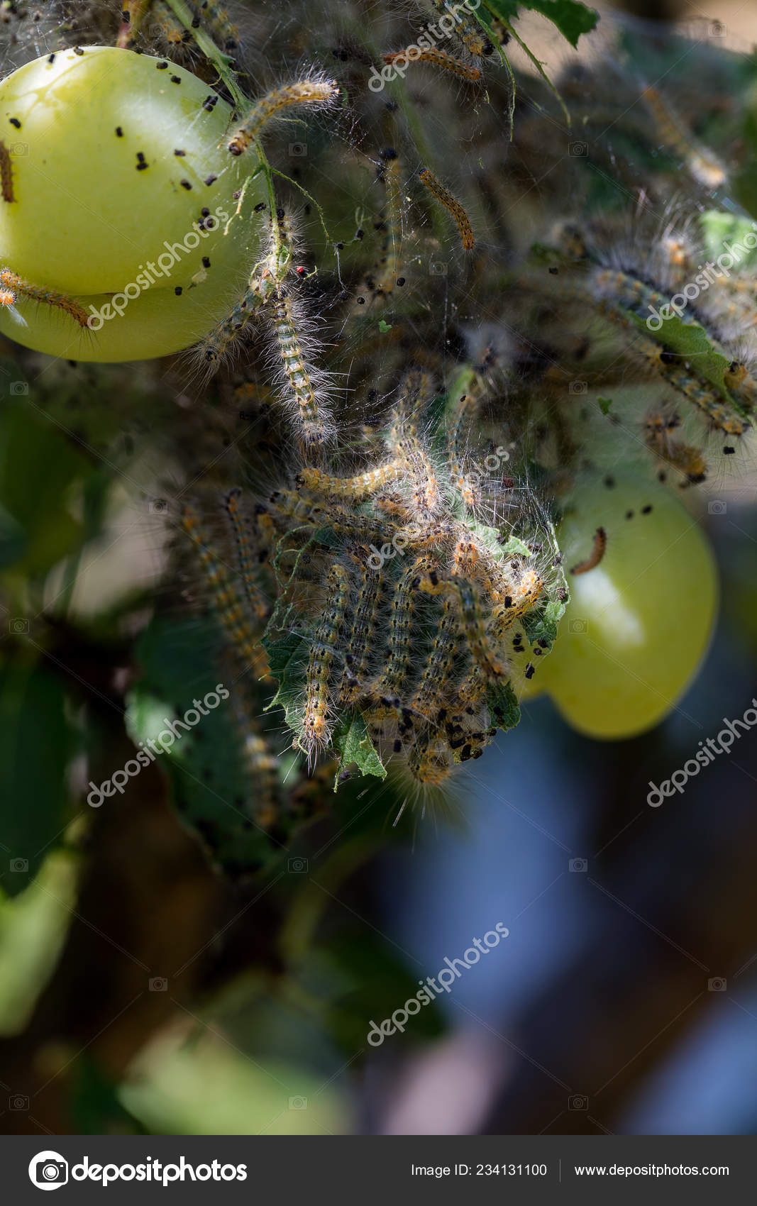 Rupsen Maakten Cocons Boom Rupsen Aten Alle Bladeren Boom Gedraaide ⬇ ...