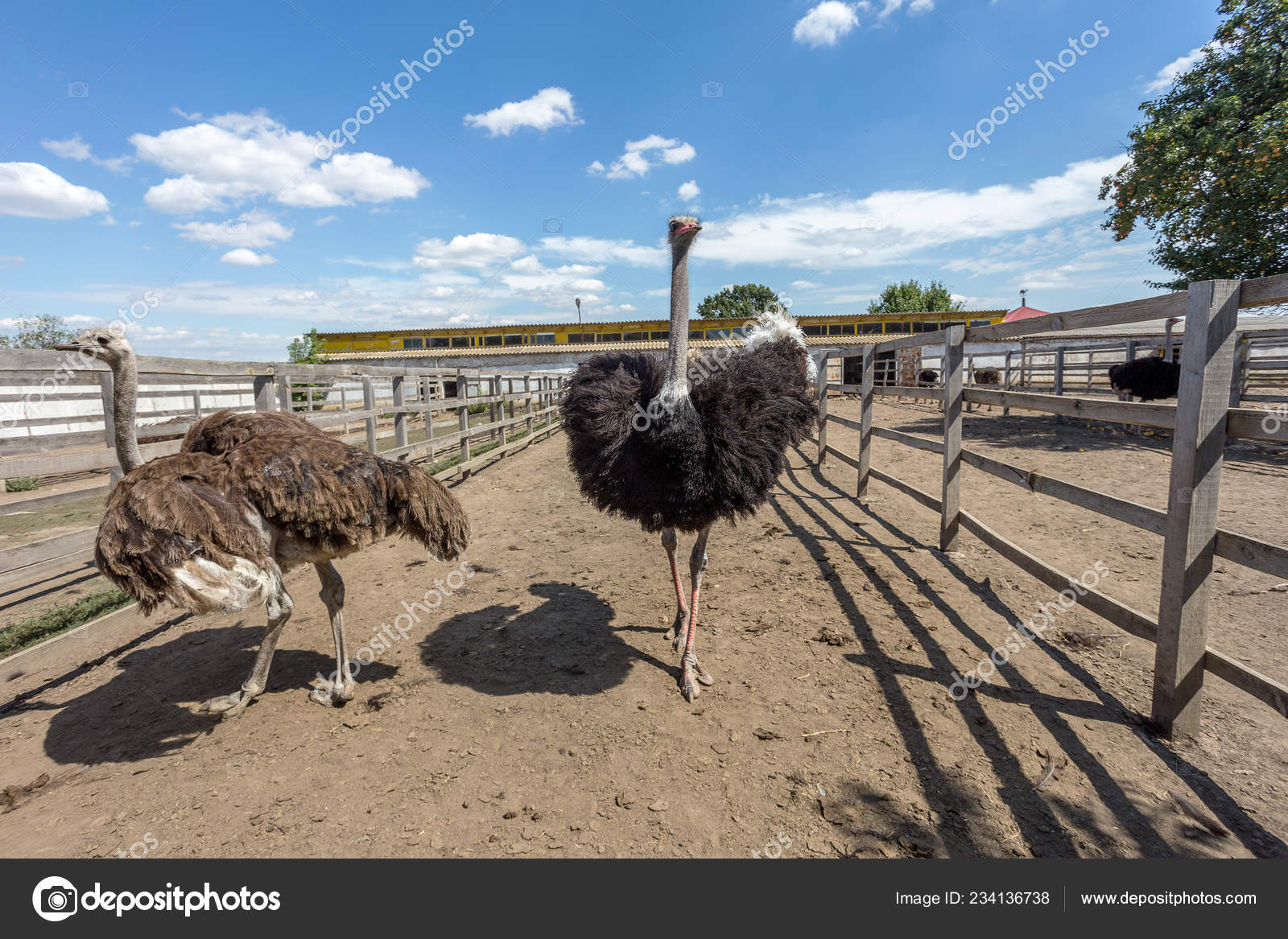 Curious African Ostrich Walking Paddock Ostrich Farm Ostrich Farm ...