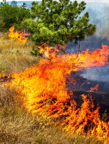 Severe drought. Forest fires in the dry wind completely destroy the ...
