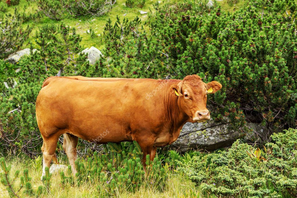 Paisaje idílico de verano en las montañas con vacas pastando en verdes ...