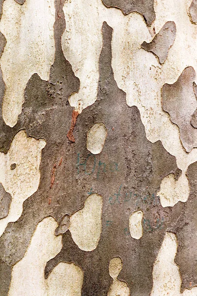 Abstracted realism: the textures of tree bark as abstraction, nature's ...