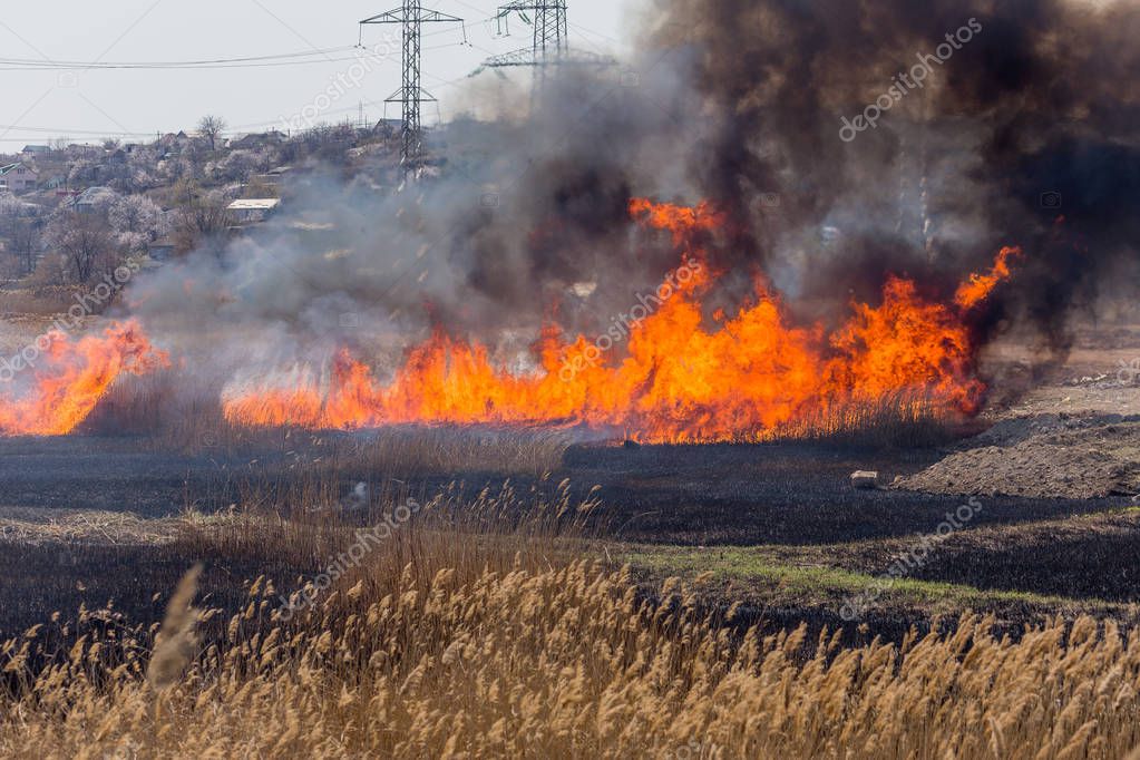 Incendios forestales furiosos. Quema hierba seca, caña a lo largo del ...