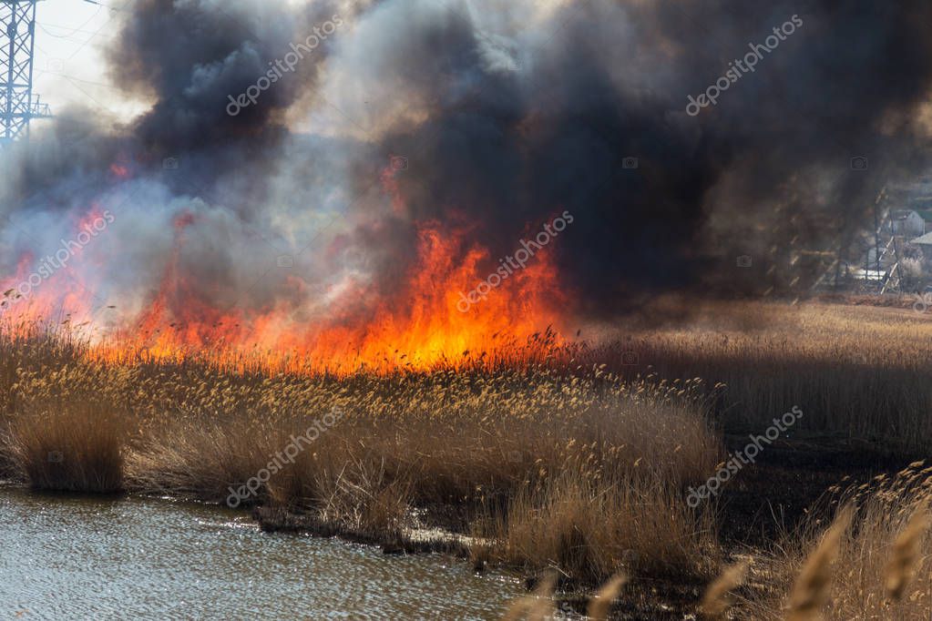 Incendios forestales furiosos. Quema hierba seca, caña a lo largo del ...