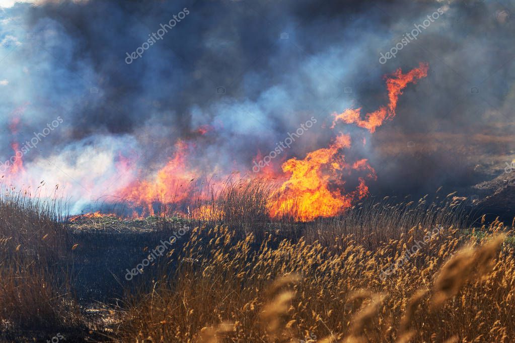 Incendios forestales furiosos. Quema hierba seca, caña a lo largo del ...