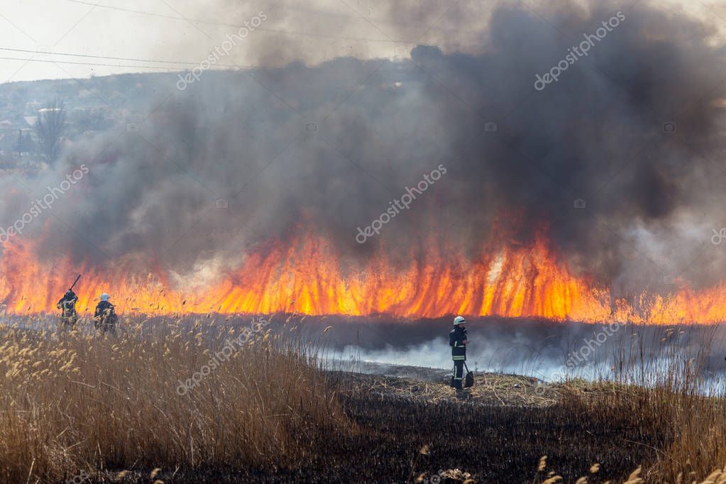 Incendios forestales furiosos. Quema hierba seca, caña a lo largo del ...