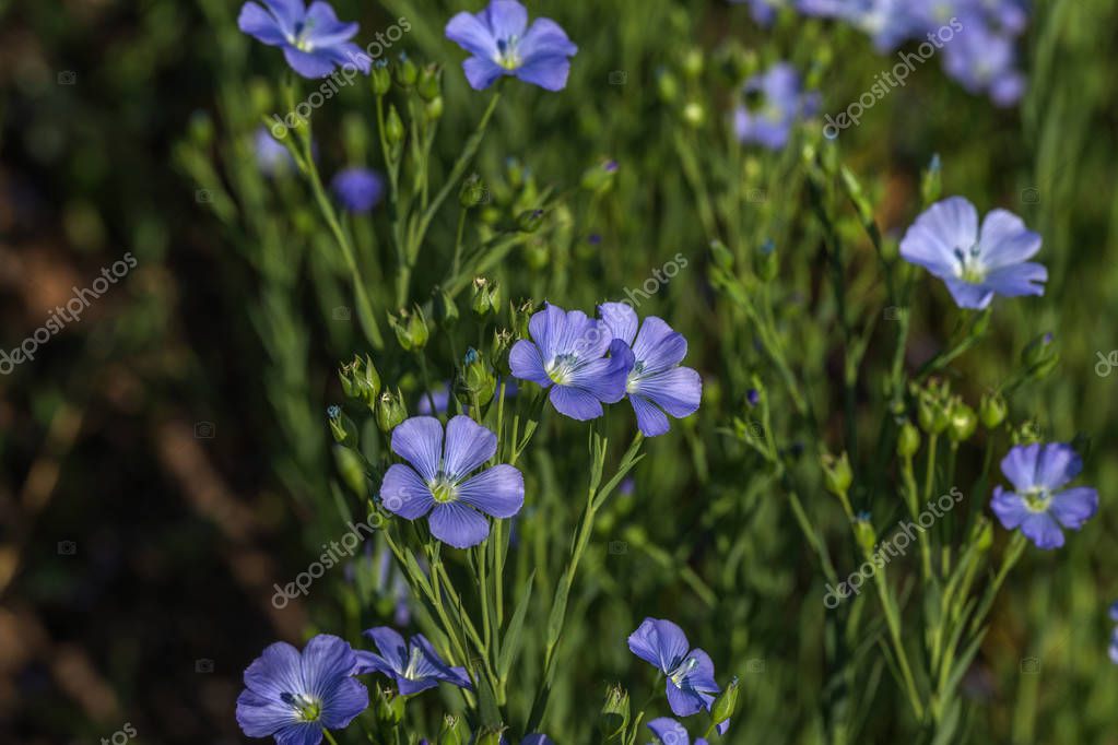 Flores de lino. Campo de lino verde en verano. Día soleado. Agricultura ...