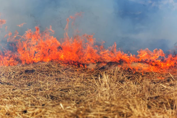 Severe drought. Forest fires in the dry wind completely destroy the ...