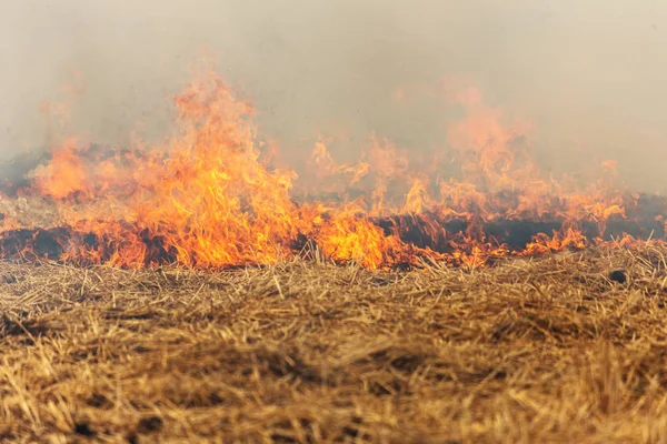 Quema de cultivos fotos de stock, imágenes de Quema de cultivos sin ...