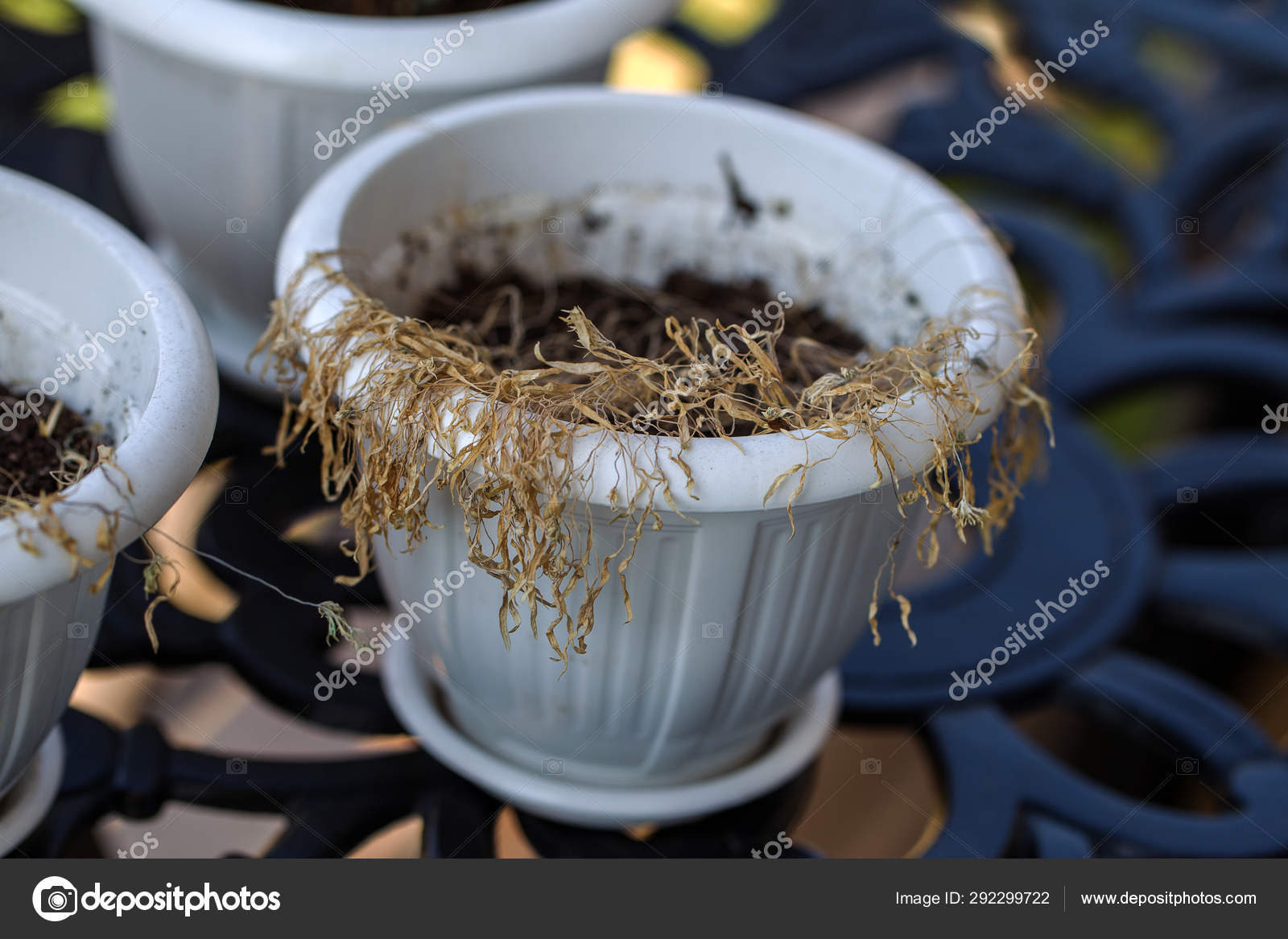 Faded Flower Potted Plant