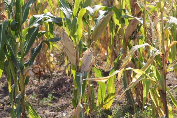 Crop failure Stock Photos, Royalty Free Crop failure Images ...