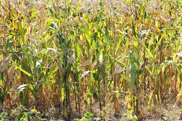 Change corn Stock Photos, Royalty Free Change corn Images | Depositphotos