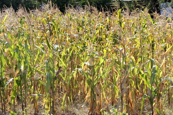 The corn field has dried out after a long period of heat due to climate ...