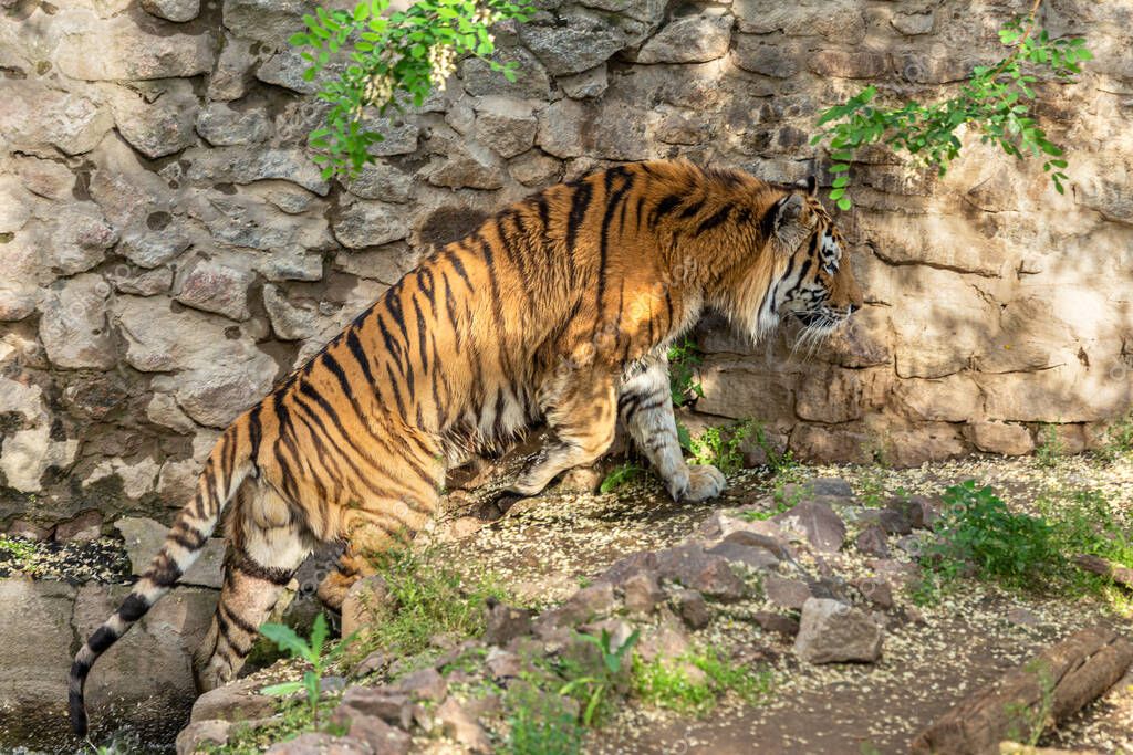 El tigre siberiano (Panthera tigris tigris) también se llama tigre de ...