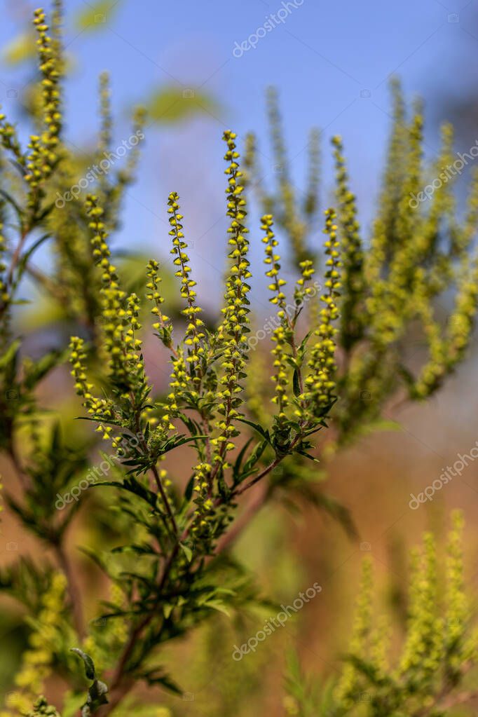 Arbustos de Ambrosia. Ambrosia artemisiifolia causa alergias en verano ...