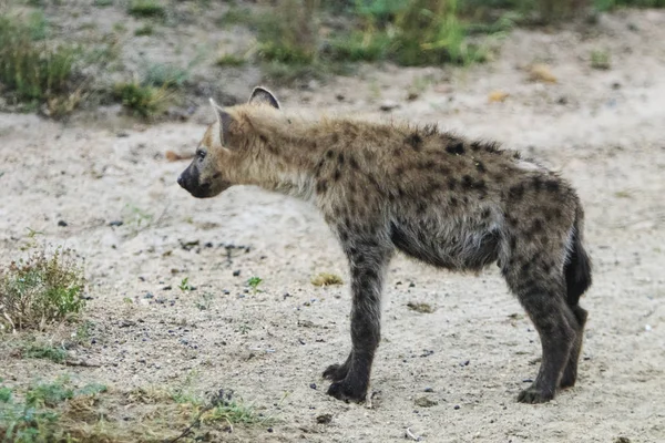 Female hyena Stock Photos, Royalty Free Female hyena Images | Depositphotos