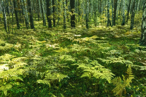A realistic image of a forest with goldilocks and Stock Photos, Royalty ...