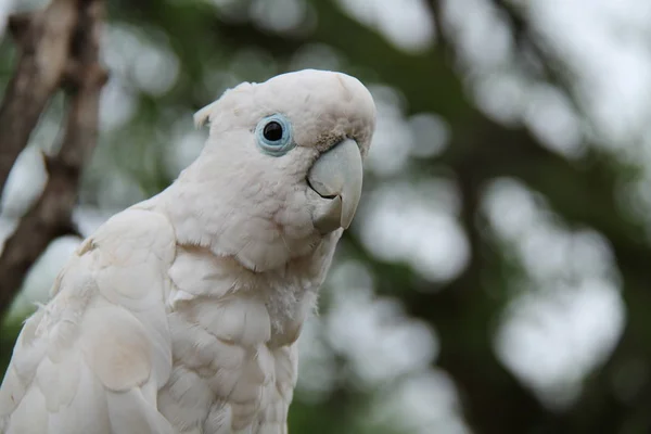 Congo cockatoo Stock Photos, Royalty Free Congo cockatoo Images ...