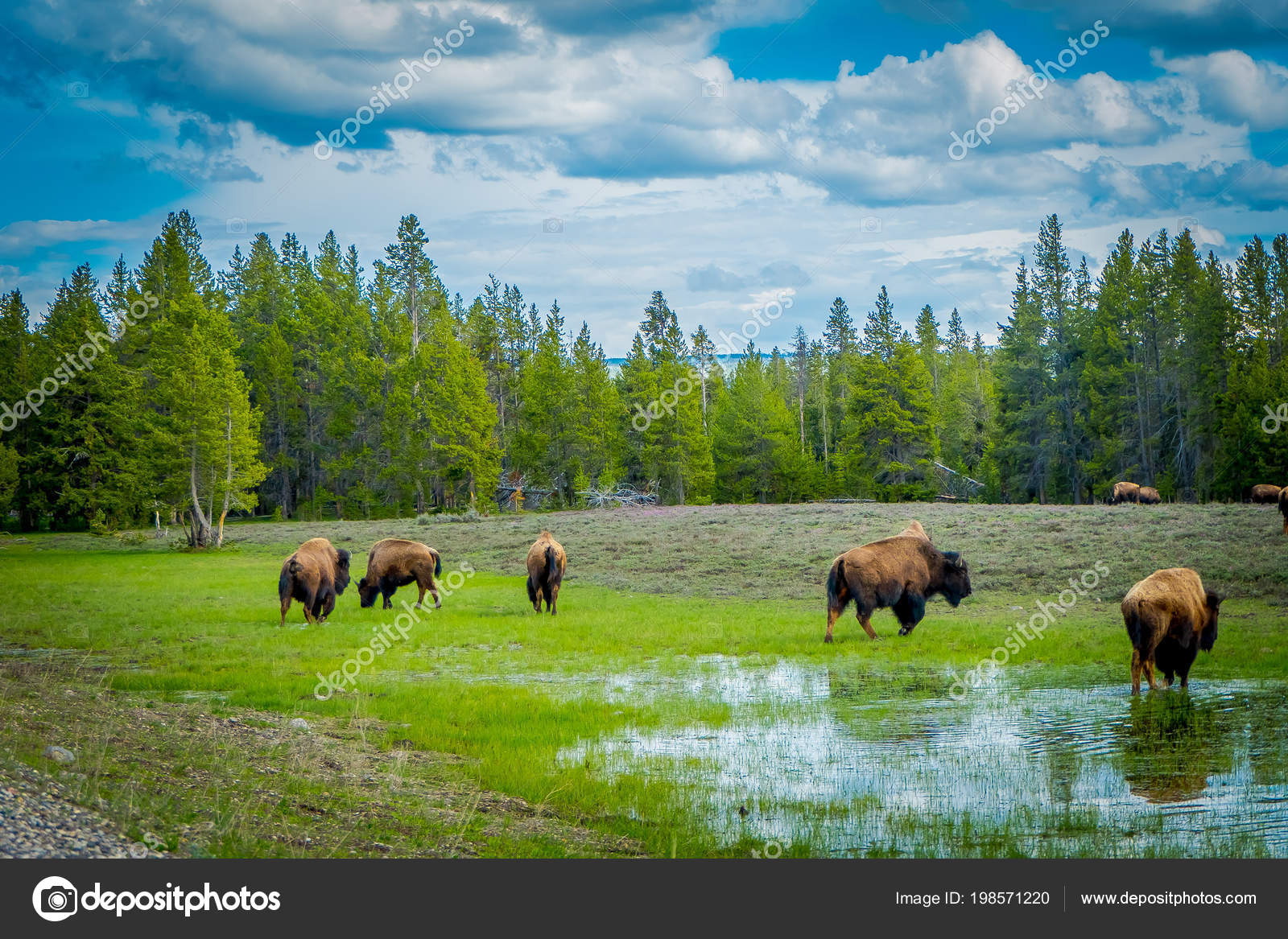 Herd of bison grazing on a field with stagnant water after a rain and ...