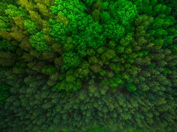 Forest aerial Stock Photos, Royalty Free Forest aerial Images ...