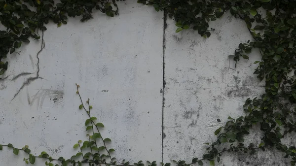 Leaf on white wall background. Natural green leaf wall, Texture - Stock Image - Everypixel