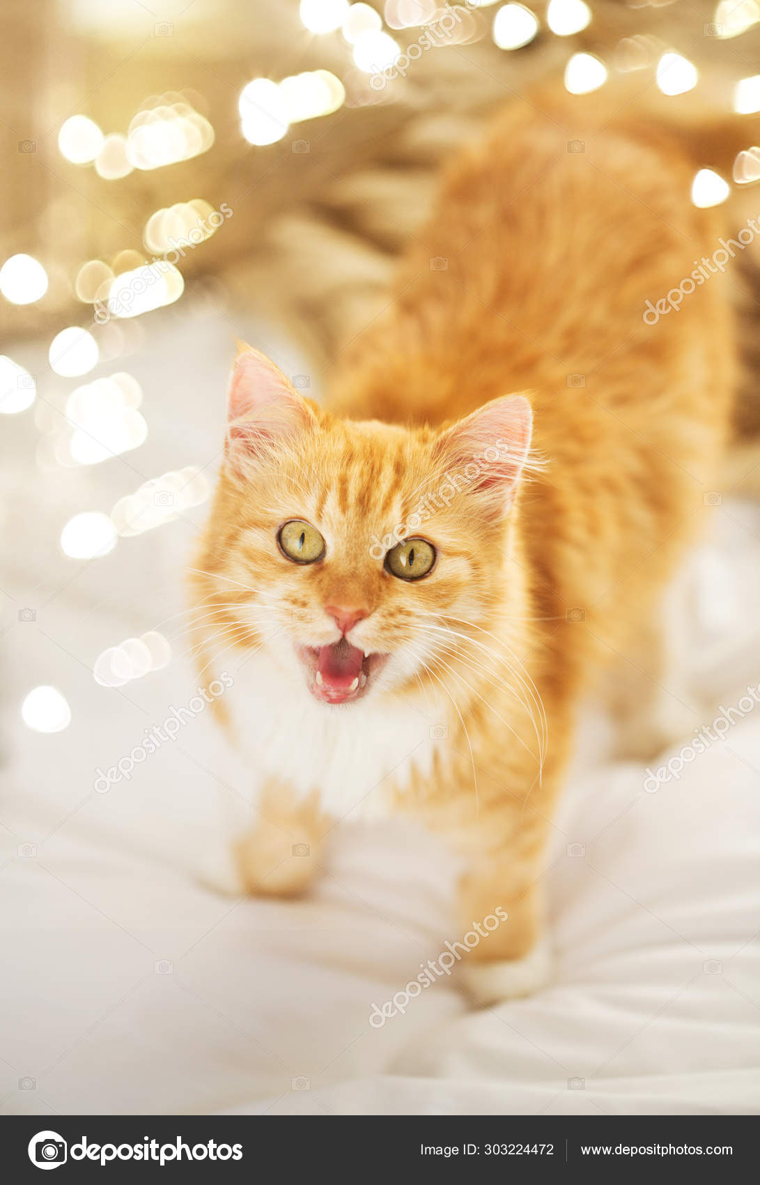 Red tabby cat mewing in bed at home — Stock Photo © Syda_Productions ...