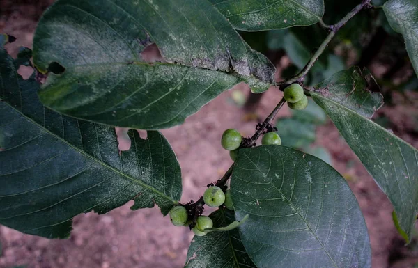 Elaeagnus fruits Stock Photos, Royalty Free Elaeagnus fruits Images ...