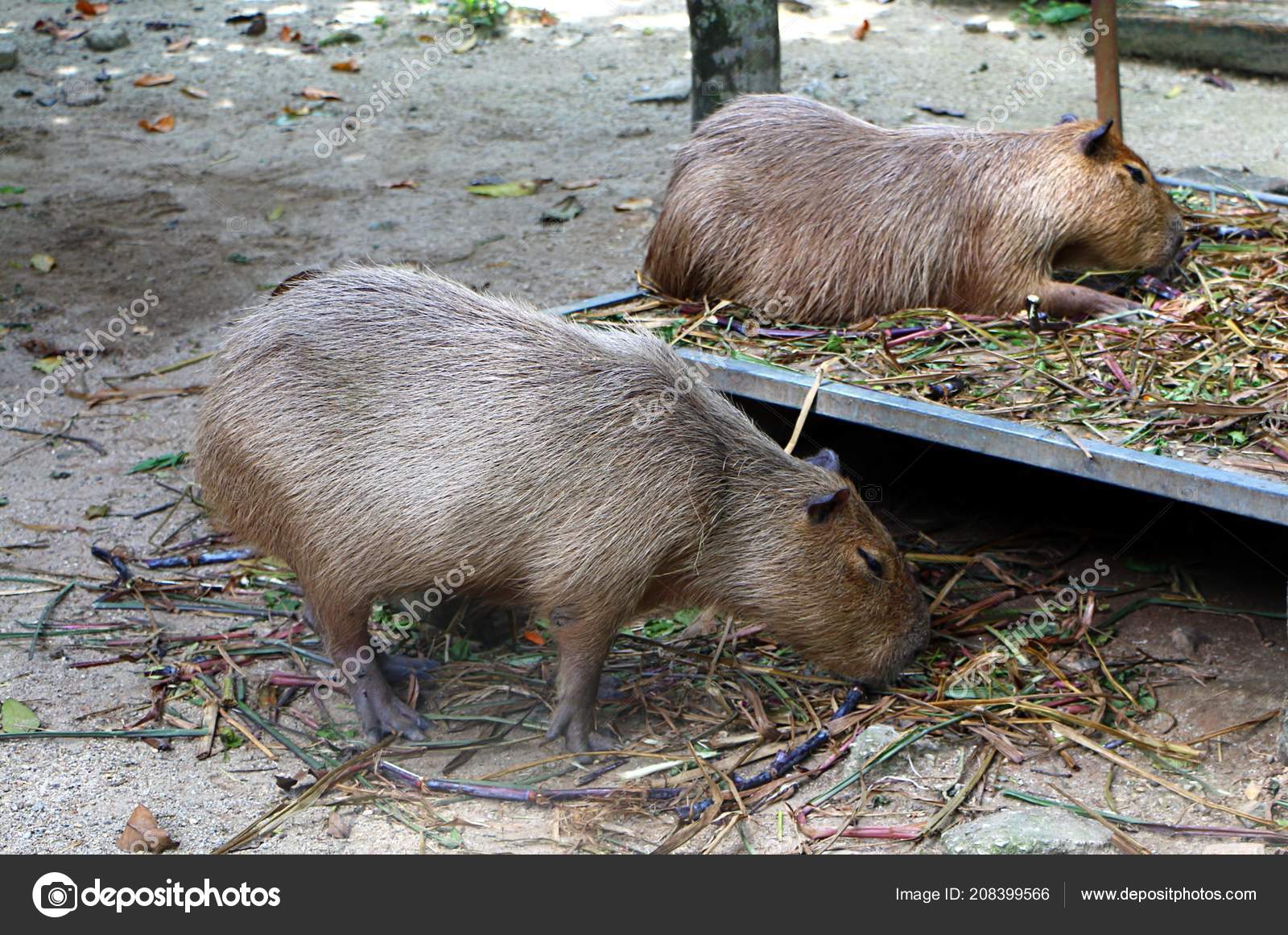 Capybara Hydrochoerus Hydrochaeris Mammal Native South America Largest ...