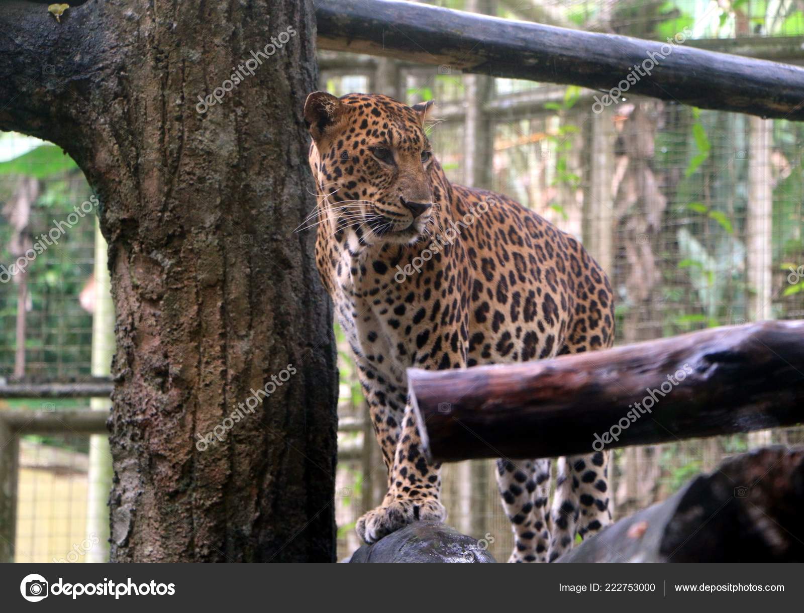 Panthera Pardus Una Las Cinco Especies Del Género Panthera: fotografía ...