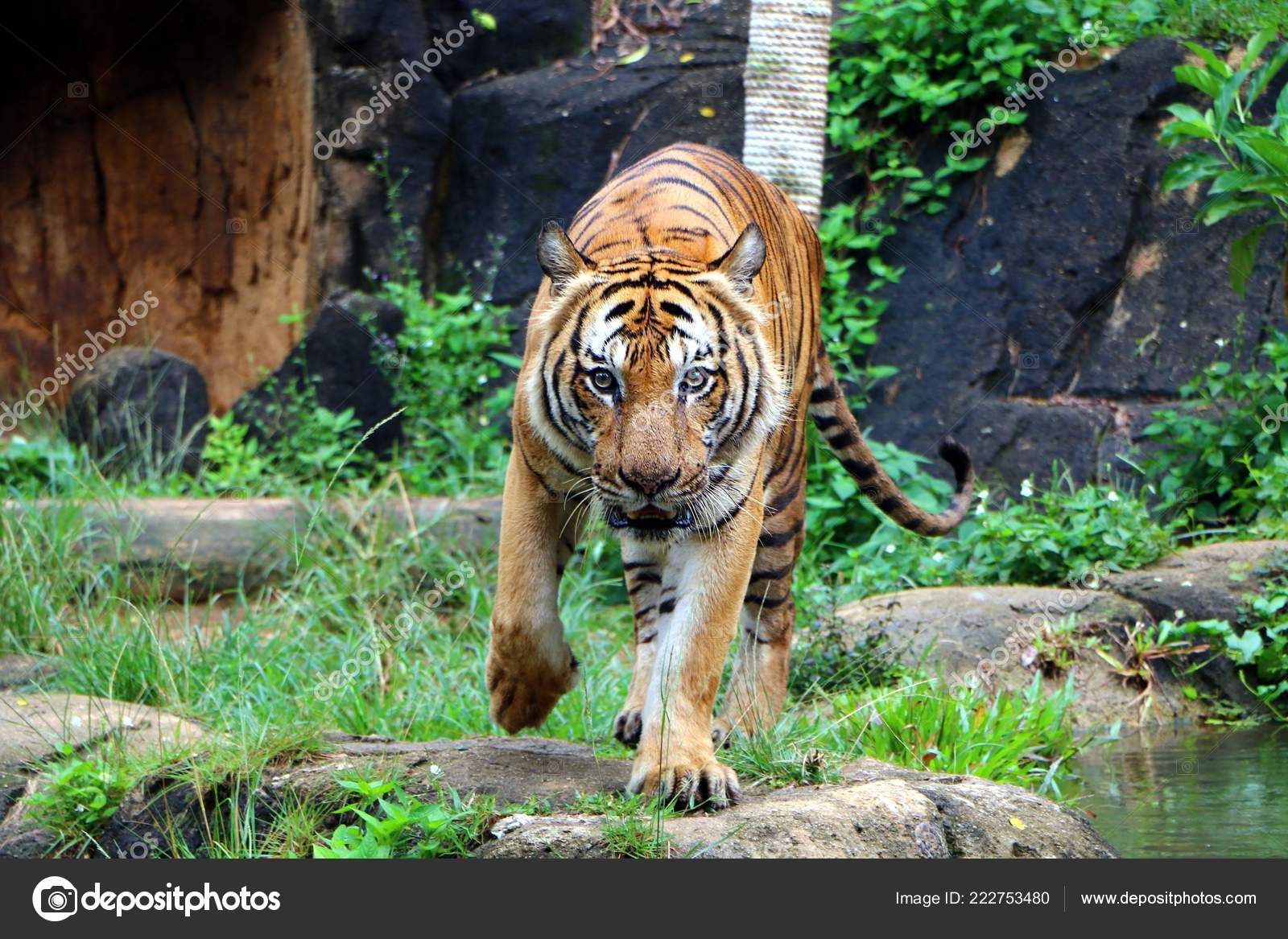 Malayan Tiger Hunting