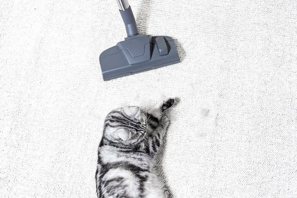 vacuuming the house. bright carpet. cleaning service. cat sprawled on ...