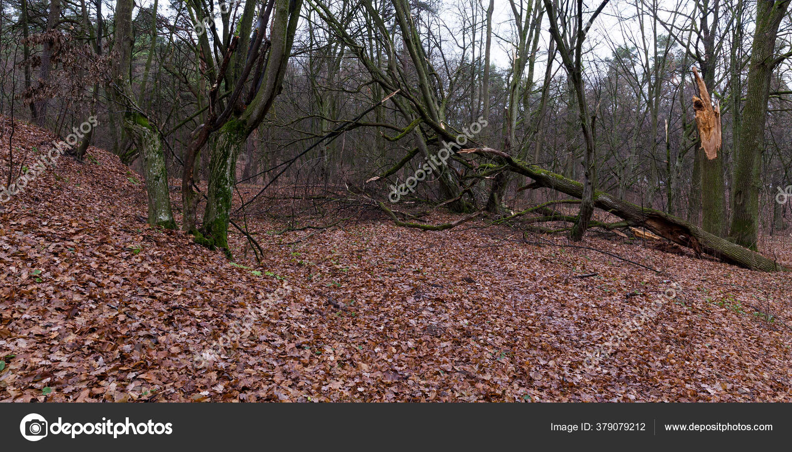 Gloomy Forest Bare Deciduous Trees Autumn Landscape One Trees Broken ...