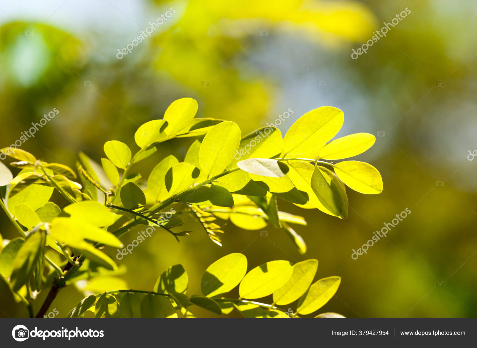 Beautiful Young Tree Foliage Sunlight Spring Time Year Warm Weather ...