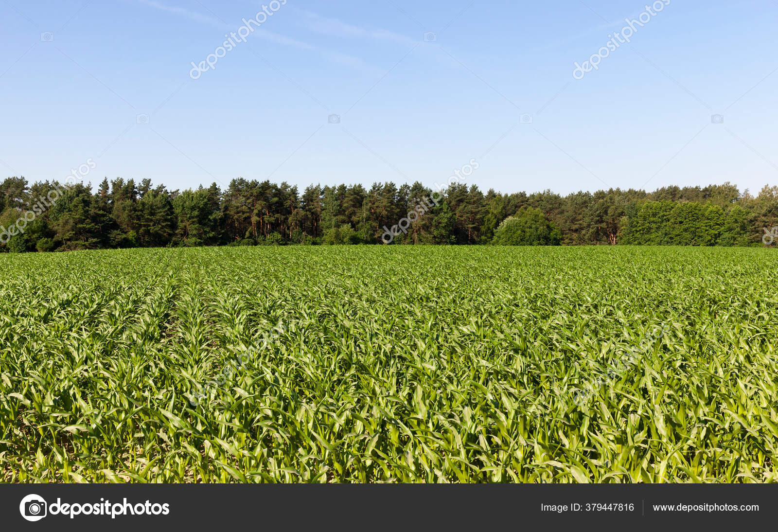 Low Corn Growing Rows Summer Closeup Agricultural Field Border Which ...