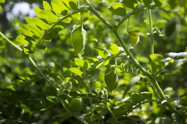 Pod Chickpea Growing Garden Sunlight Vegetarian Food Leguminous Plant ...