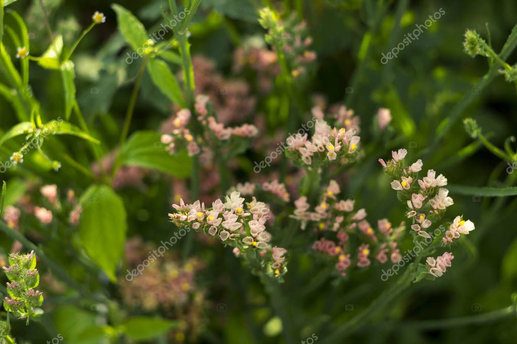 Floración de limonio amarillo marrón flores crecen en el fondo del ...