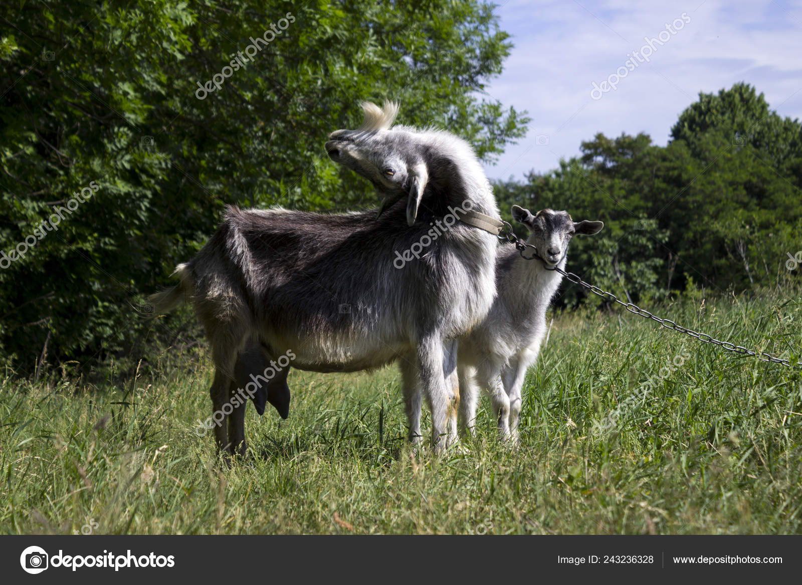 Goat Knocked Head Back Strange Itches Funny Adult Small Goats — Stock ...