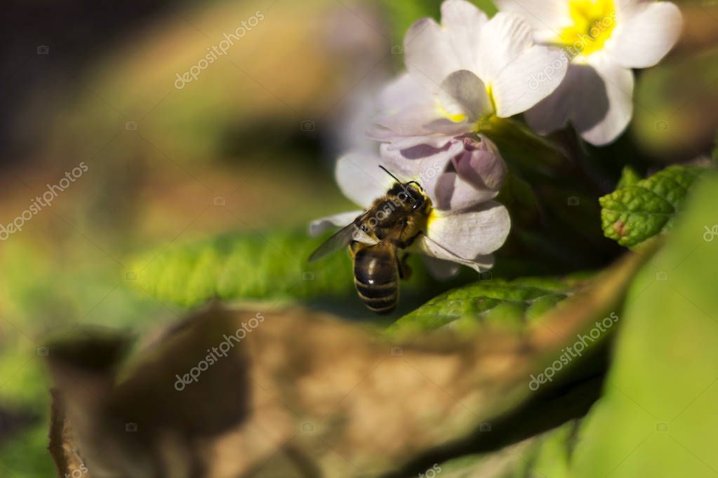 La abeja que poliniza las flores primaverales - la onagra. Primula vul 2022