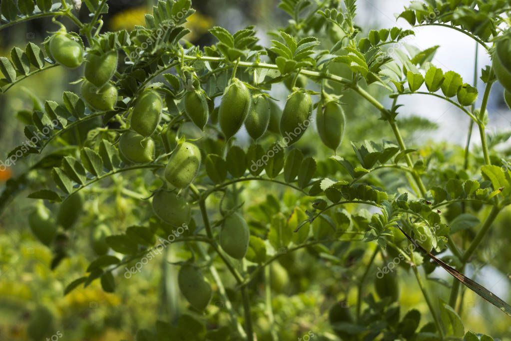 Garbanzo (Cicer arietinum): planta leguminosa que crece en el jardín ...