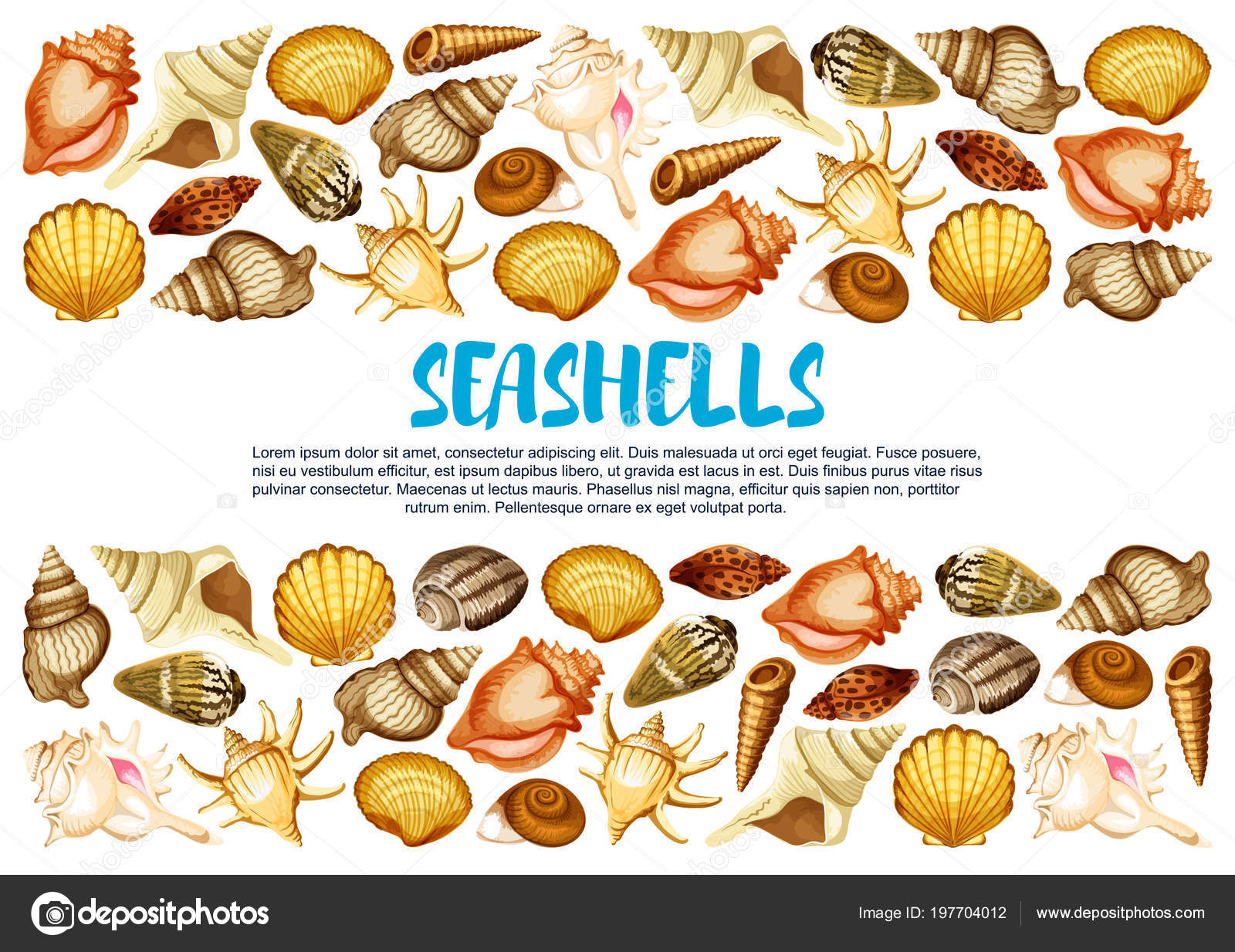 Seashell banner with marine mollusc shell border Stock Vector Image by ...