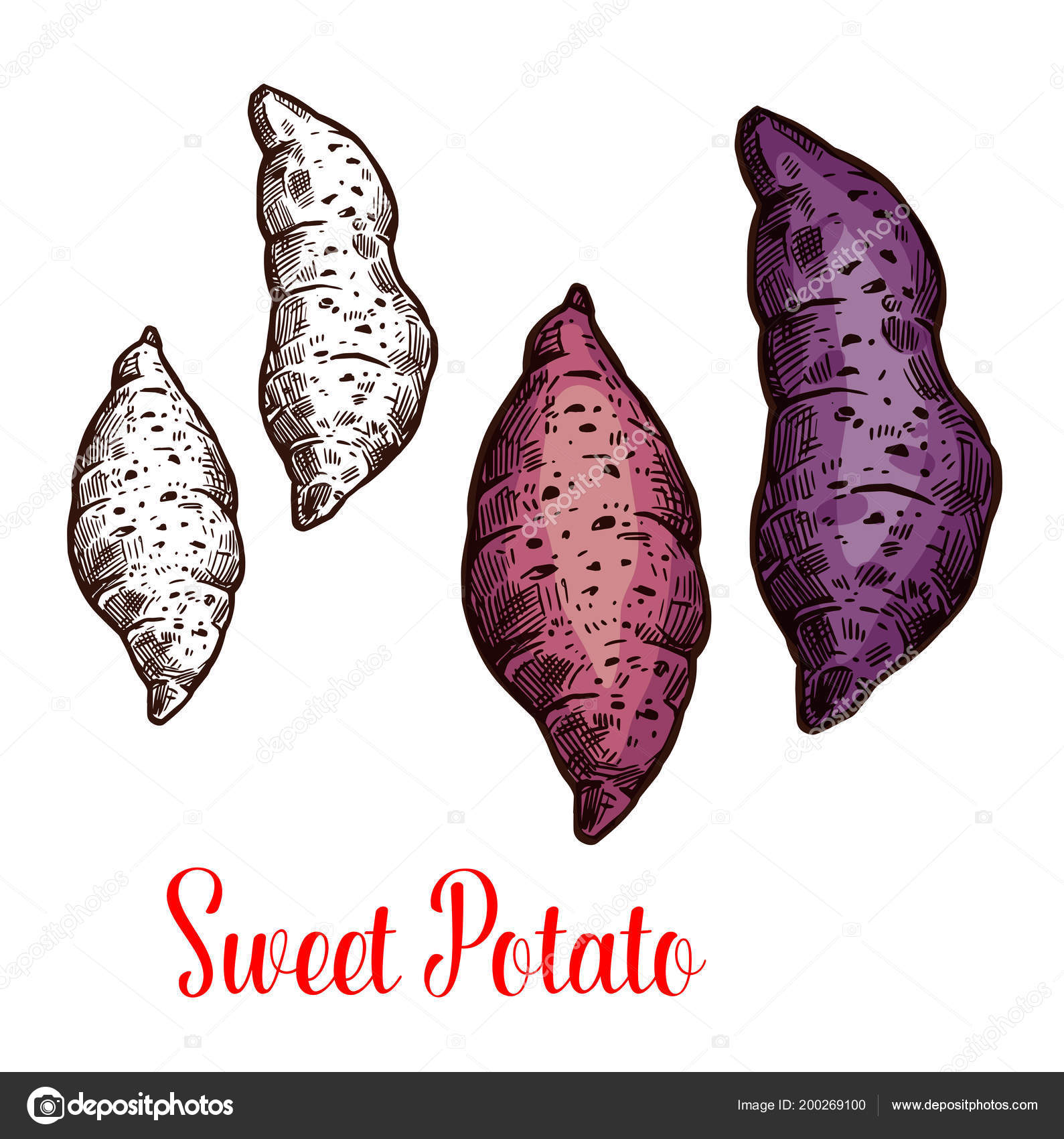 Root Vegetable Drawing