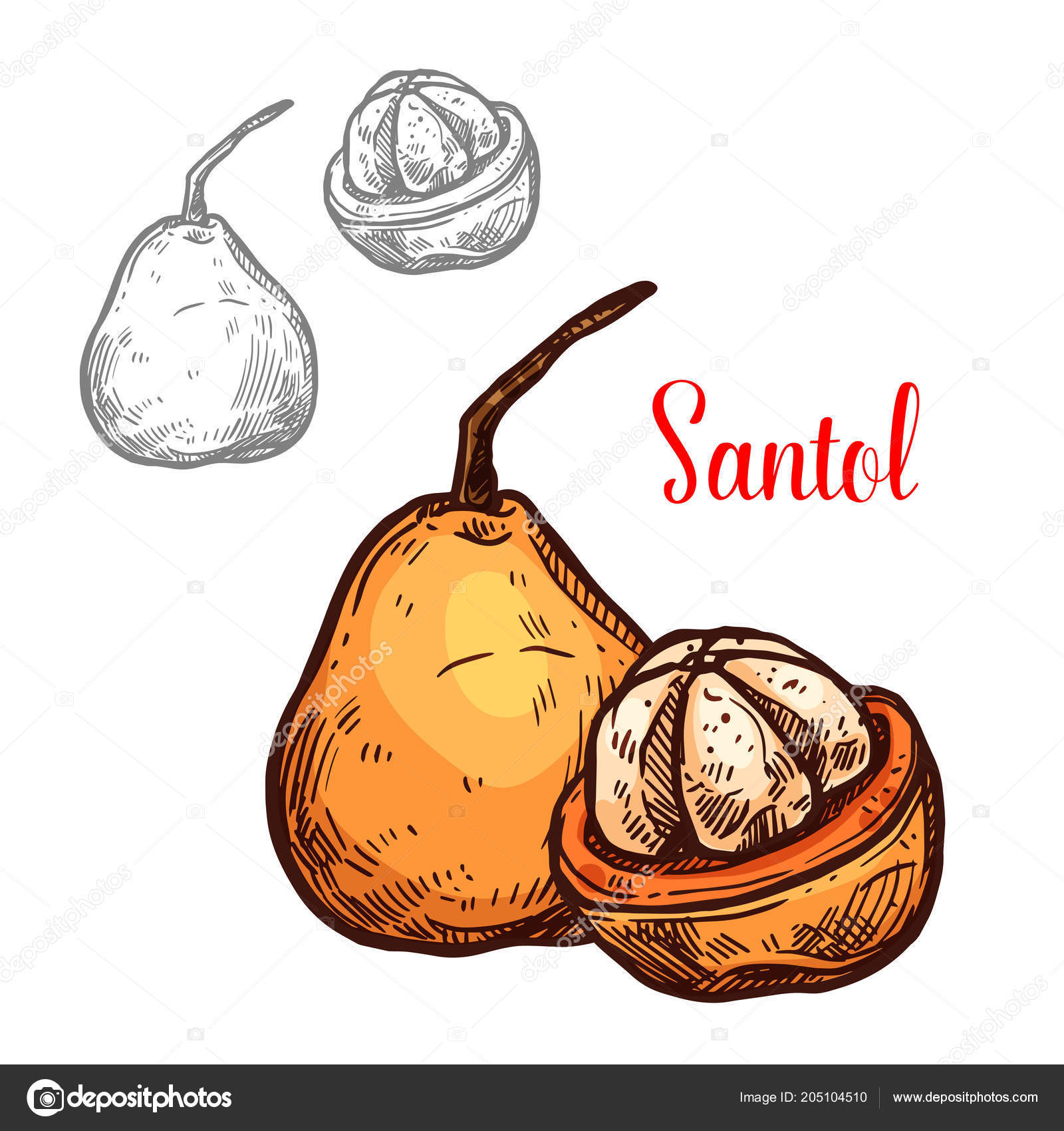 Santol vector sketch yellow tropical fruit Stock Vector Image by ...