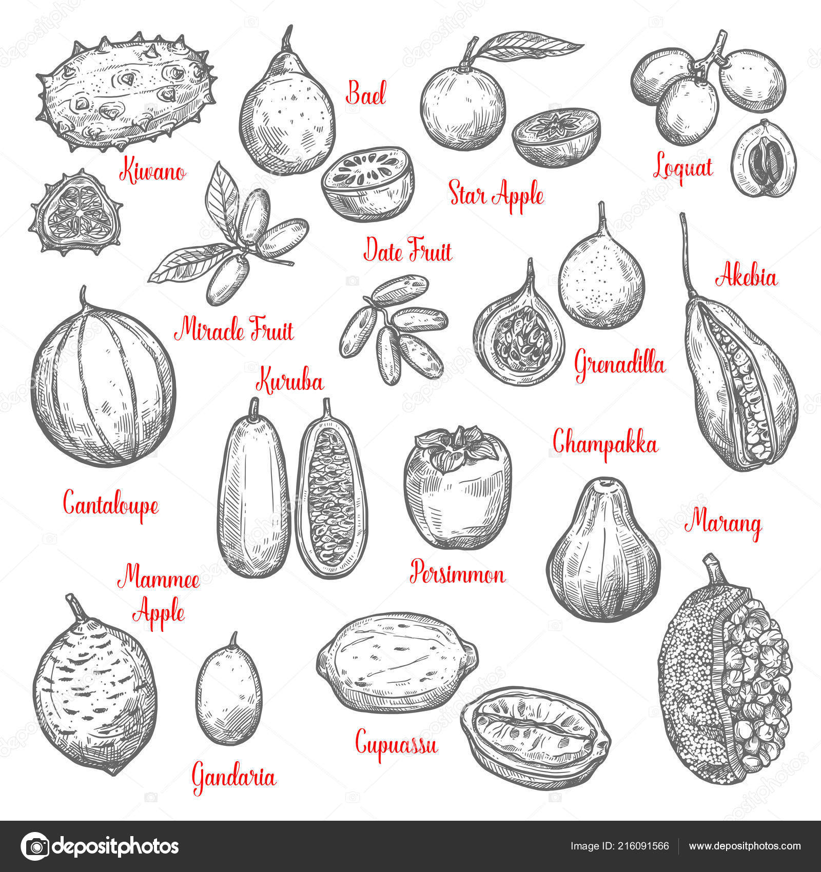 Delicious exotic tropical fruits sketches isolated Stock Vector by ...