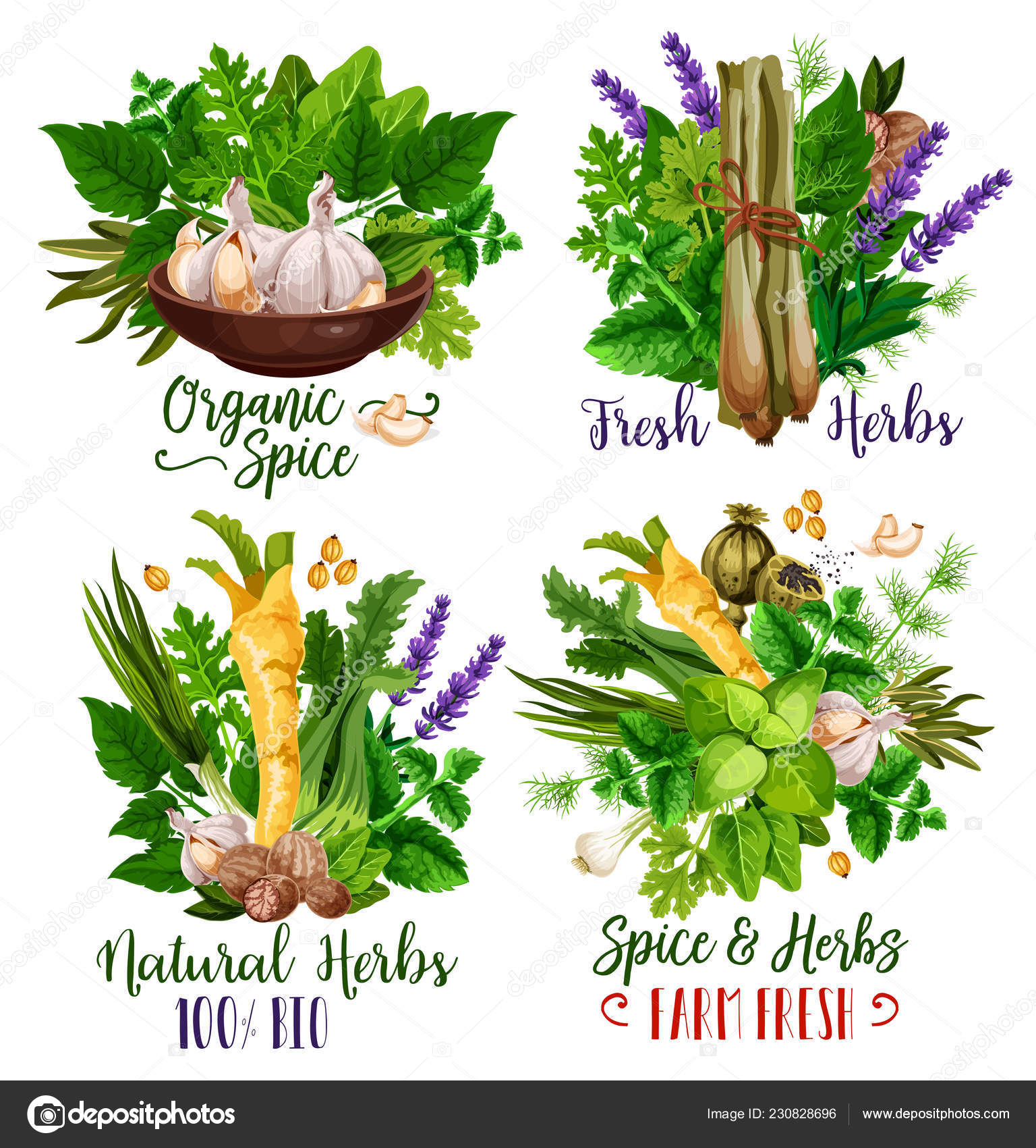 Spices and herbs, food condiments and seasonings Stock Vector by ...