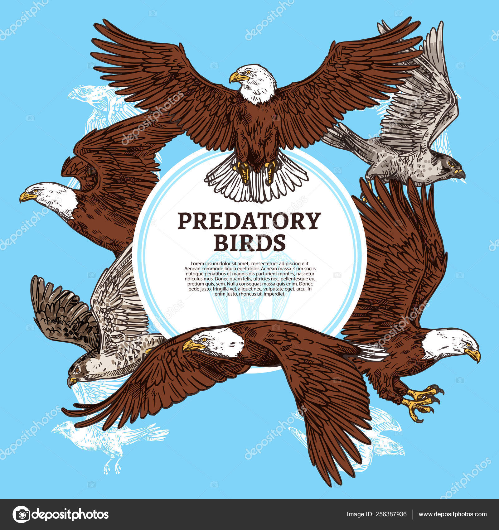 Predatory birds, sketch eagle or falcon Stock Vector Image by ...