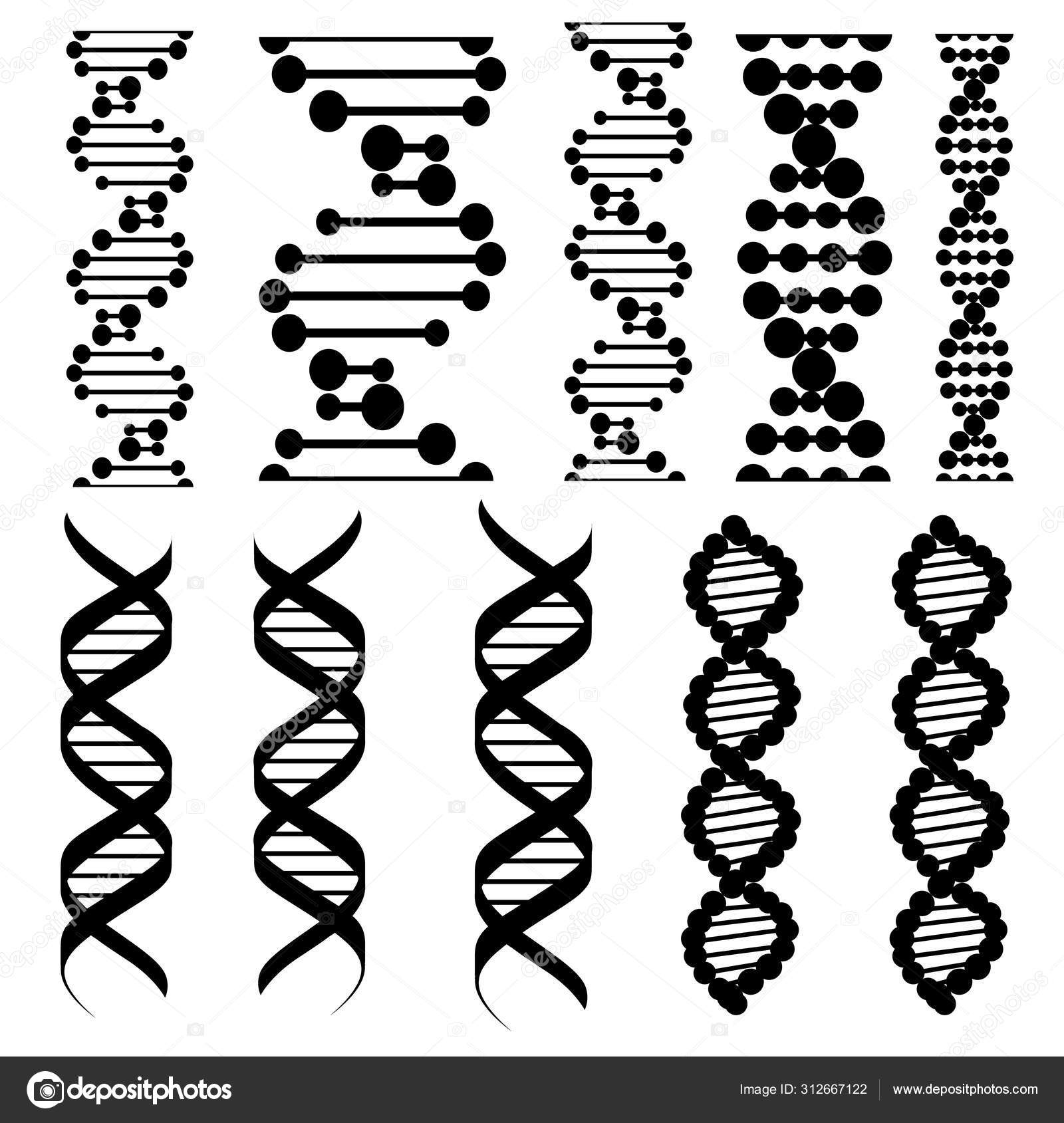 Diagrama De Dna Rotulado