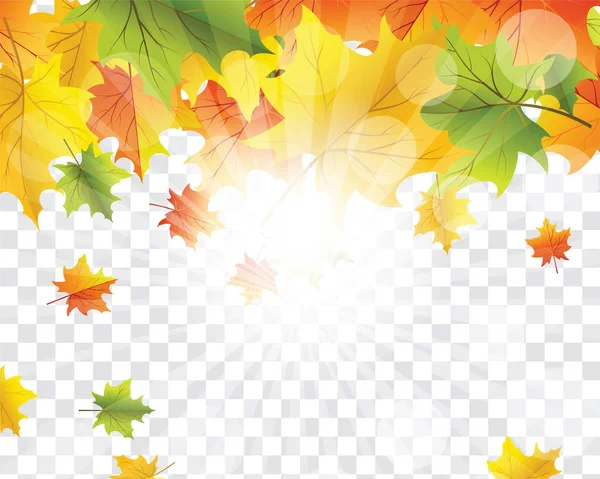 Autumn Frame Falling Maple Leaves Transparency Alpha Grid Background ...