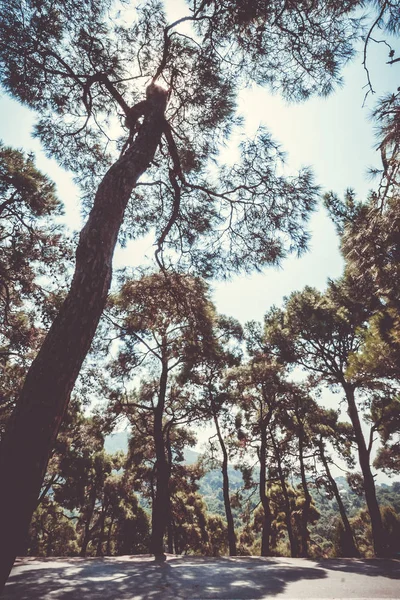 Trees in a Forrest Stock Photo by ©hskoken 16870977