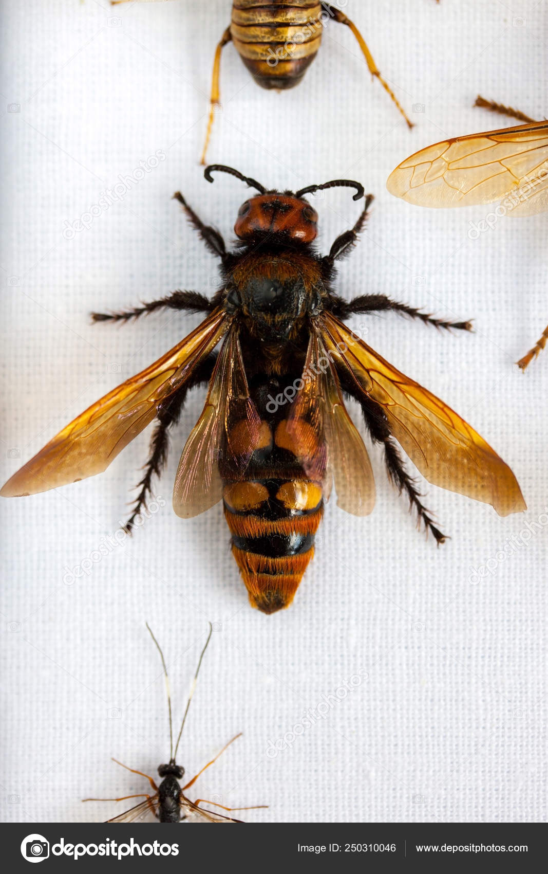 Big Hornet in the collection Stock Photo by ©mallivan 250310046