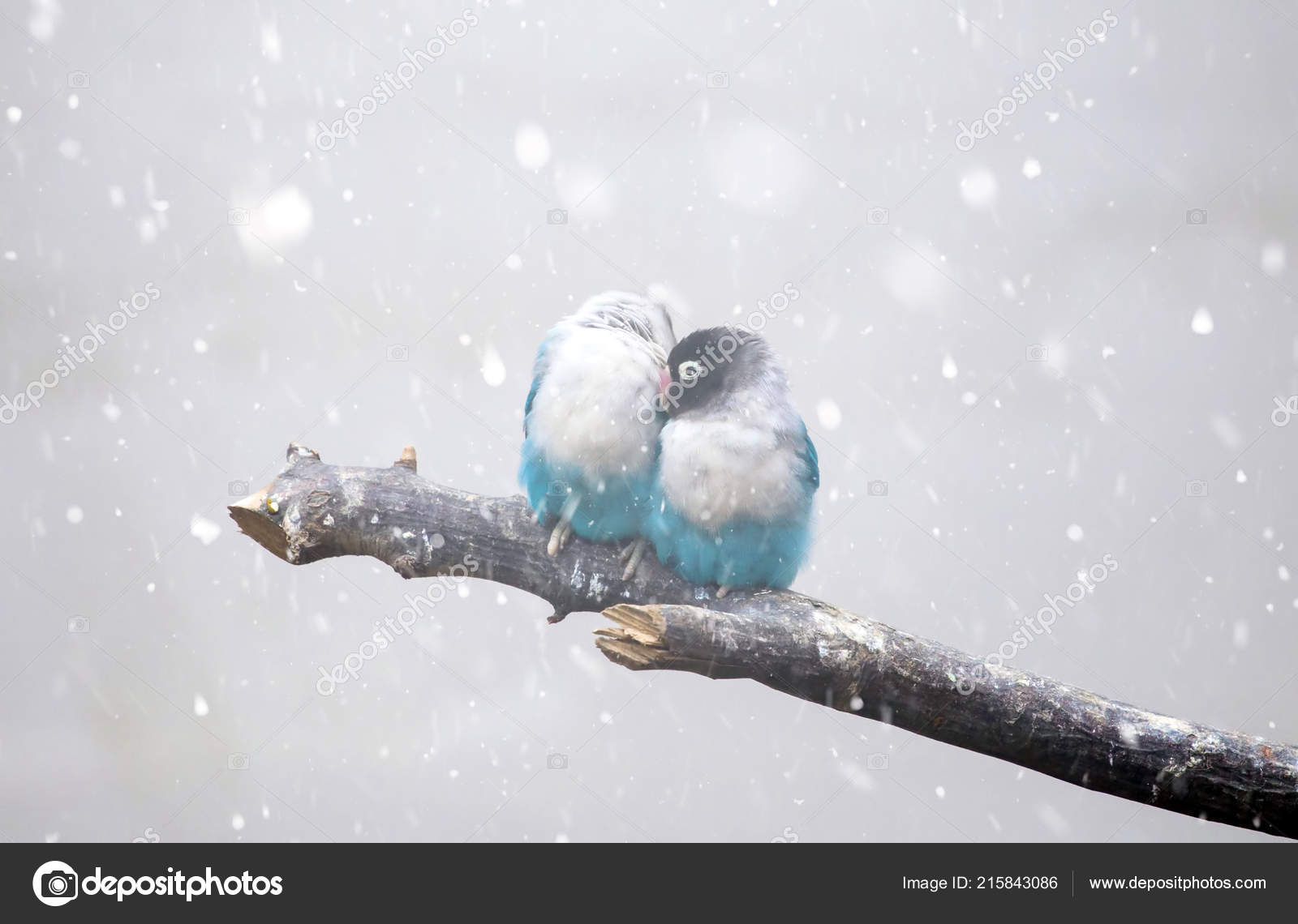 Pair Blue Lovebird Parrots Falling Snow Climate Changing Concept ...