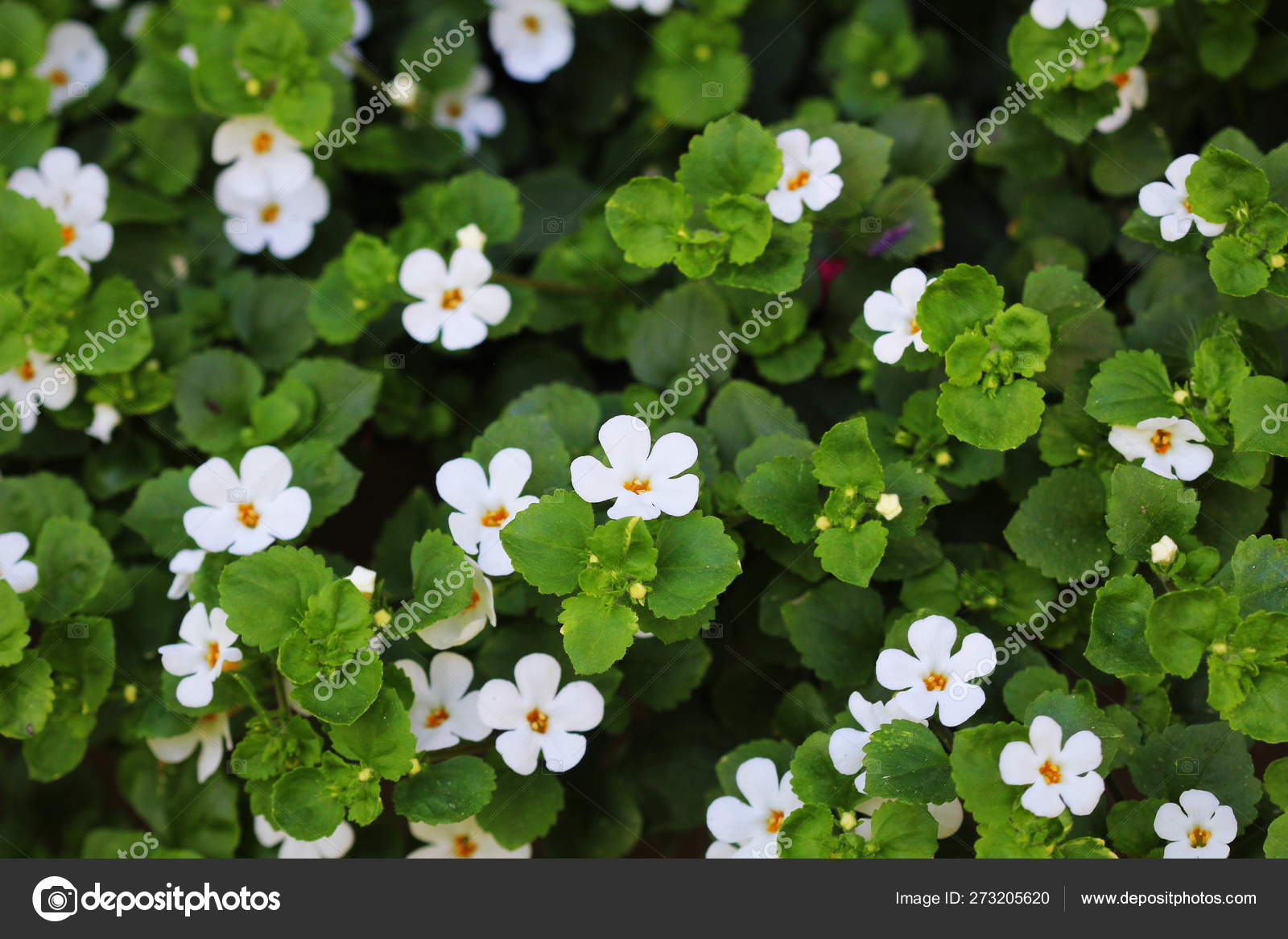 Bacopa Ground Cover